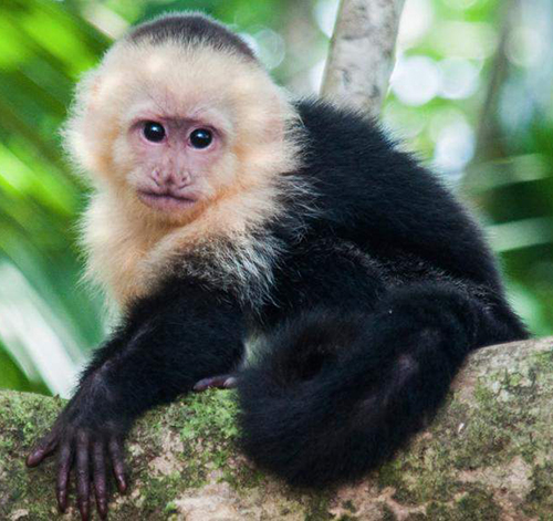 Meet Season | Custom T-Shirts from Monkey In A Dryer, A Custom Screen ...